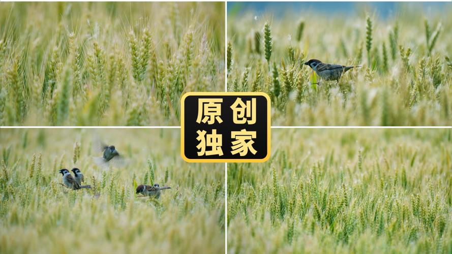 青麦视频