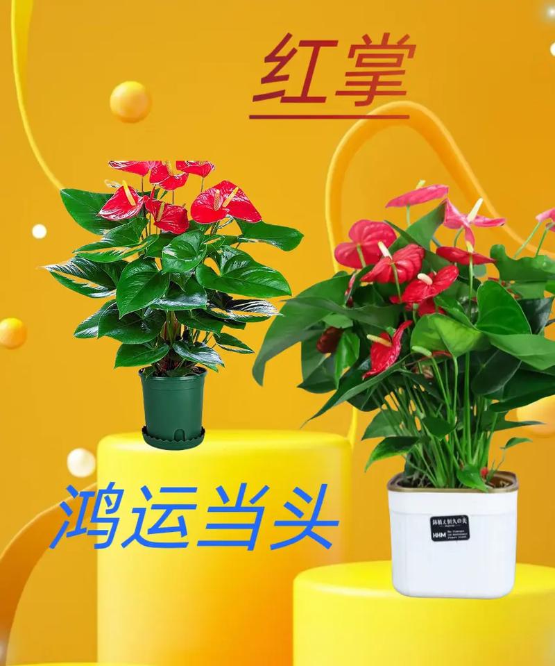 掌上火花短视频手机版图标