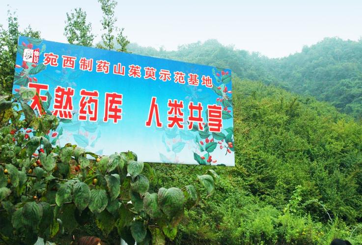 山间药园2022