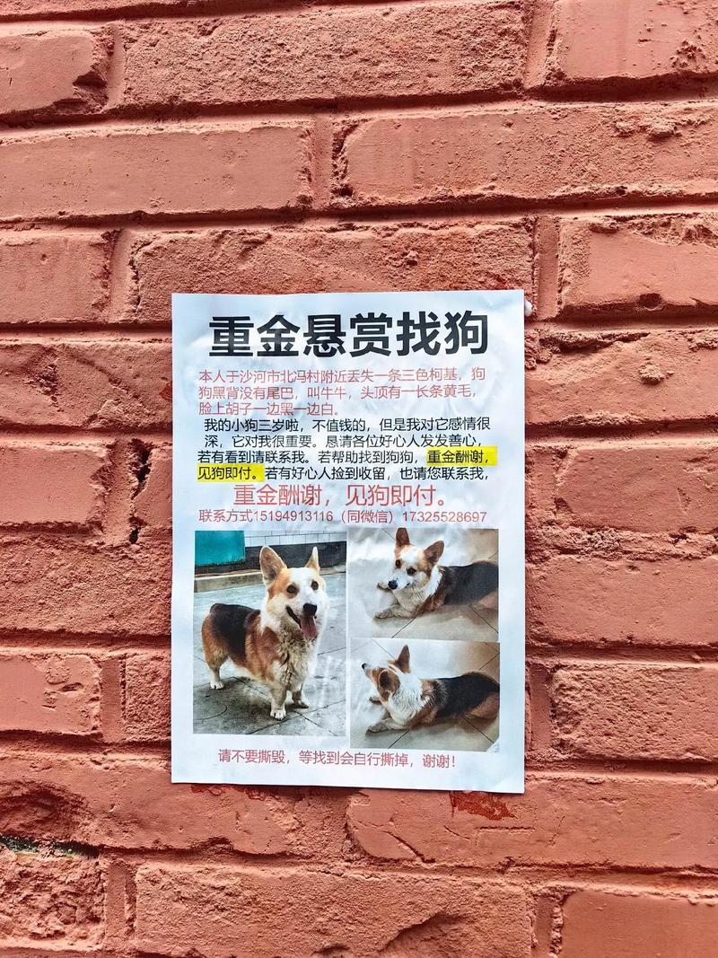 悬赏狗