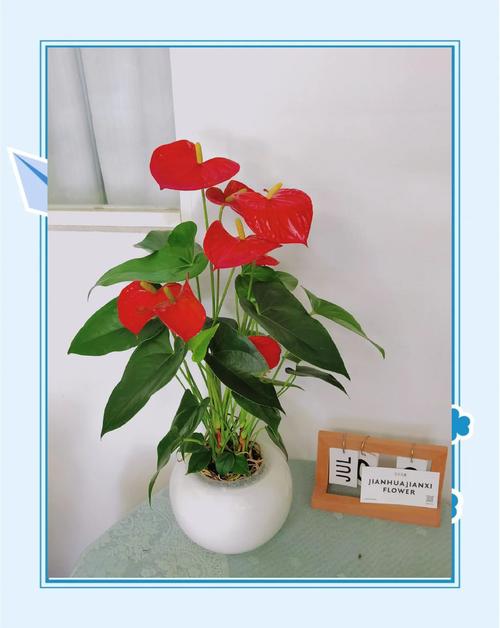 红掌花转发截图