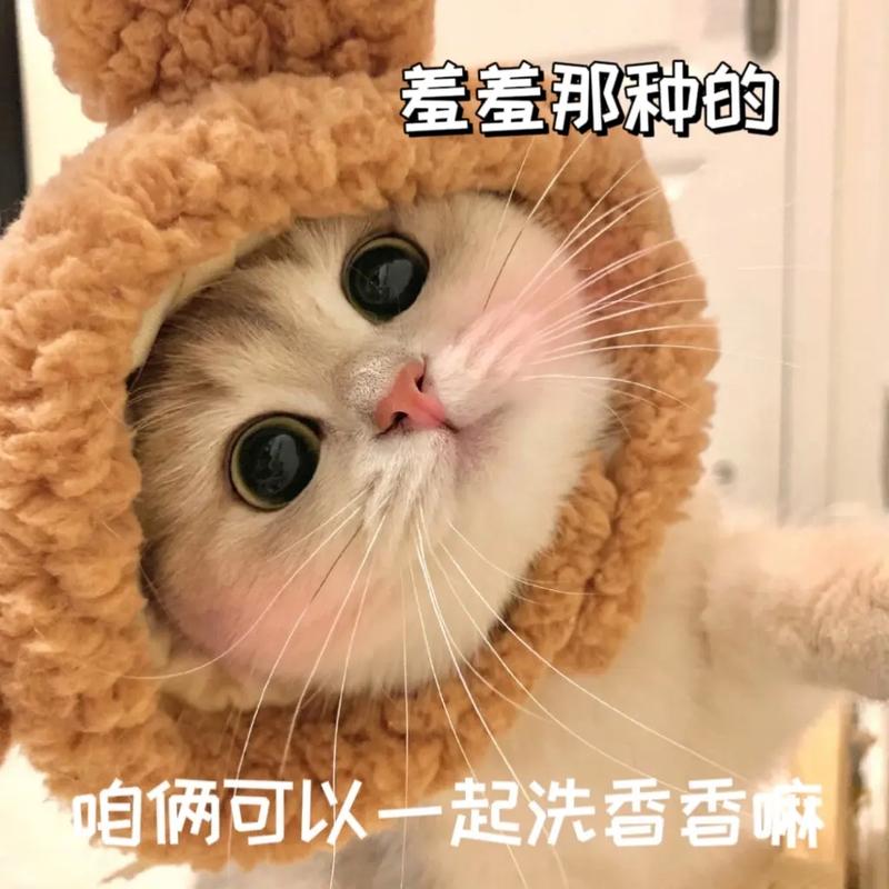 抖音当猫听到主人说要再买个猫时表情包