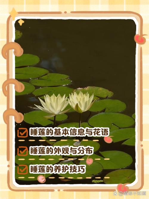 睡莲资讯