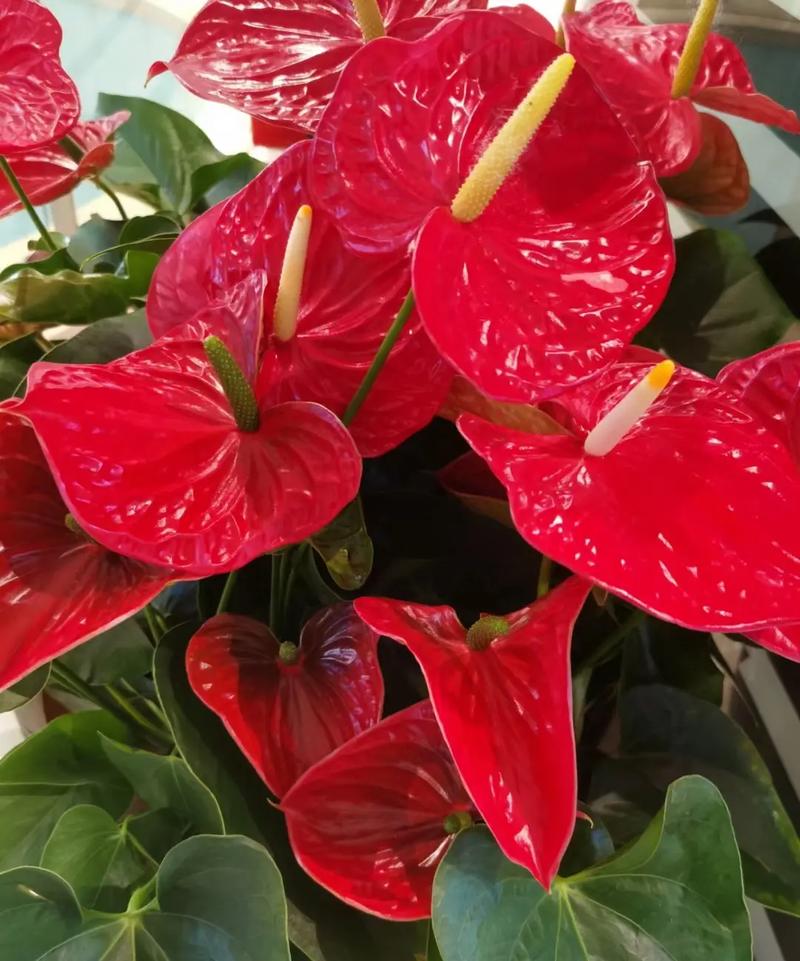 红掌花转发