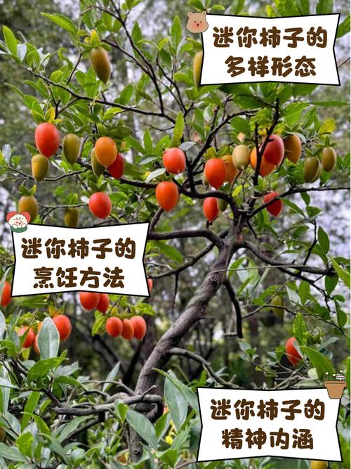 小柿子app苹果手机版