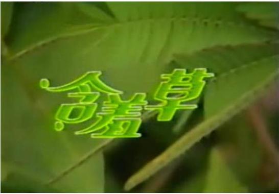 含羞草免费观看电视剧的背景故事截图