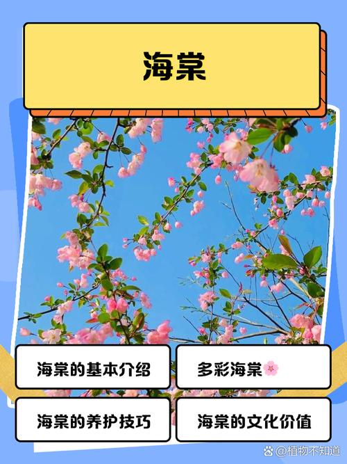 海棠免费版