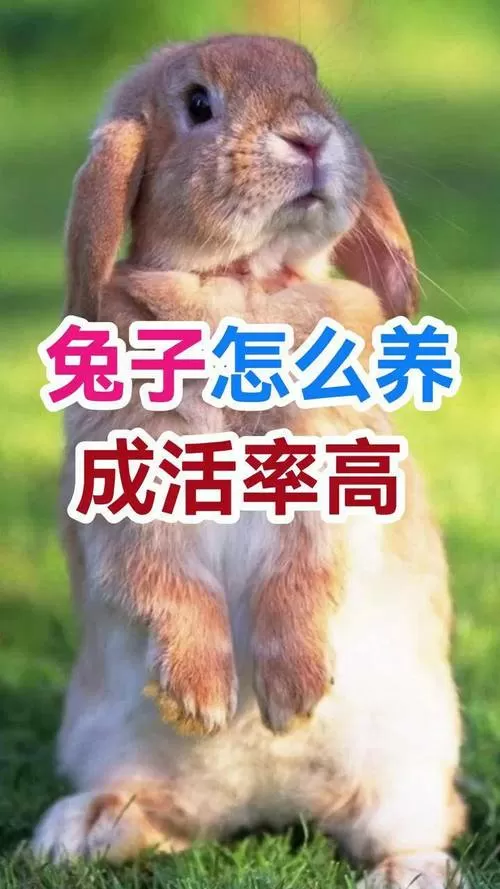 后悔养兔子了怎么办图标