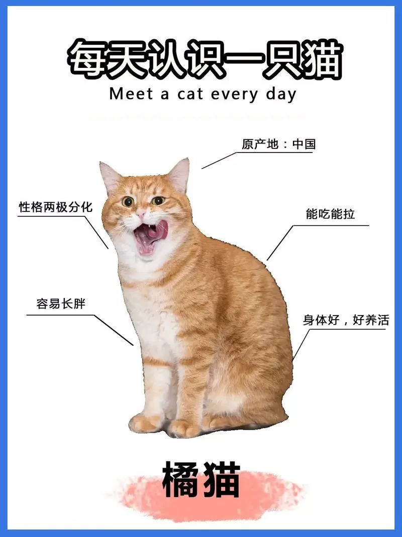 小橘猫养多久才认主人截图