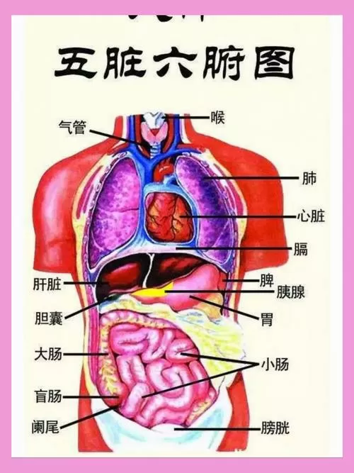 女性的五脏六腑结构图截图