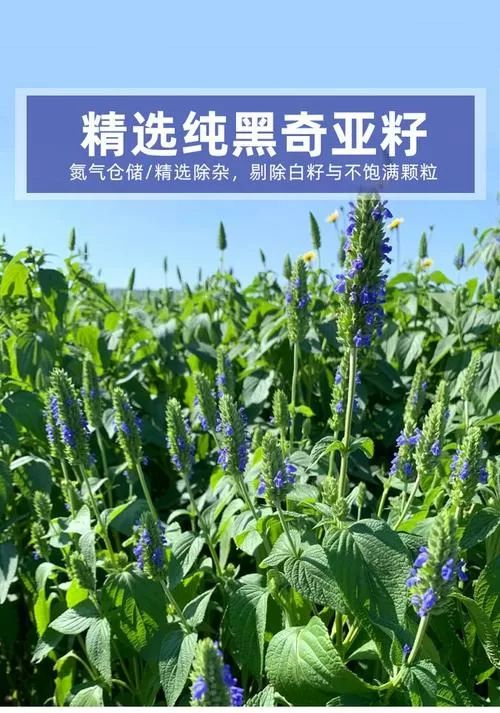 黑奇亚籽功效与副作用图标