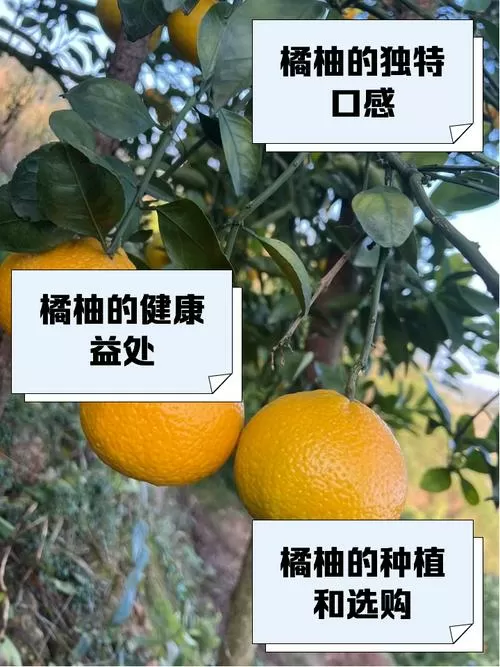 桔柚能保存多久截图