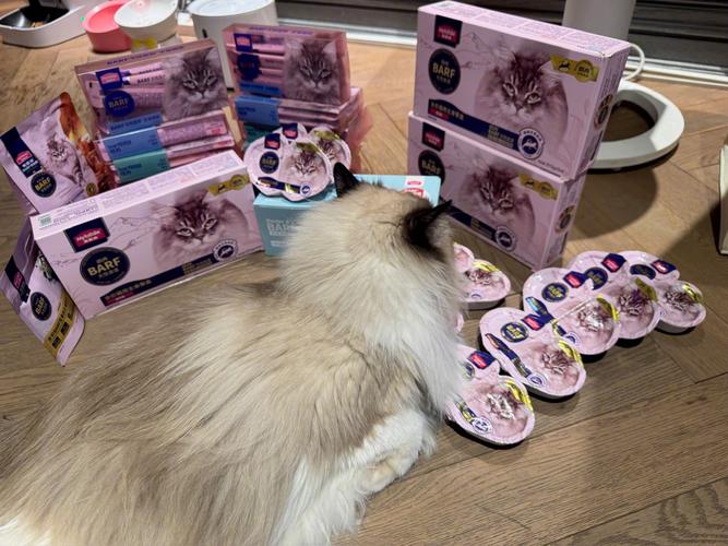 睡着的小猫咪兑换码