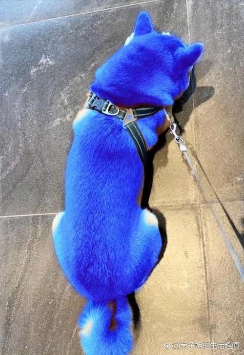 狗狗狗的视频蓝色旧版无广告图标