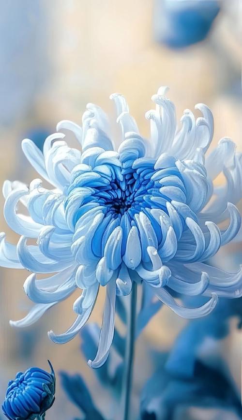 菊花直播app手机版蓝色旧版无广告截图