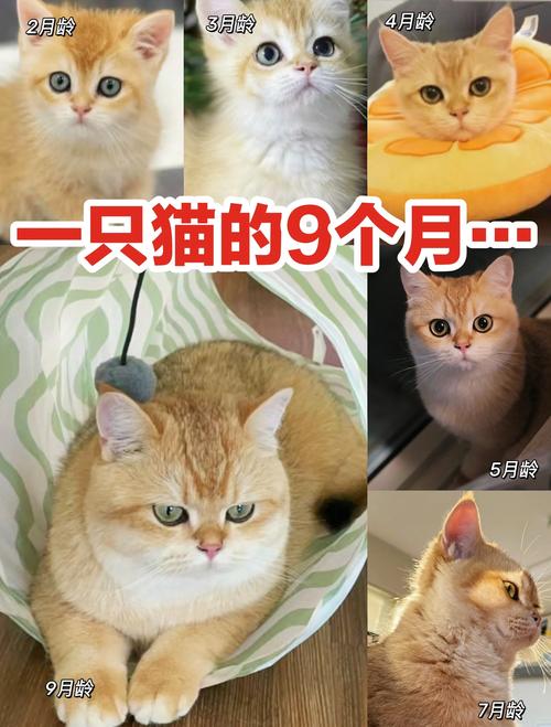 猫咪成长记赚钱版