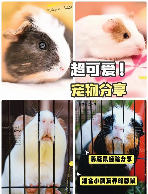 阳光豚鼠养殖赚钱