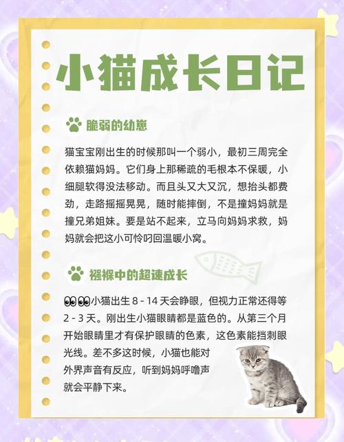 猫咪成长记