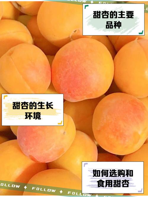 甜杏视频图标