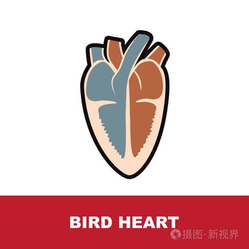 小鸟内脏图截图