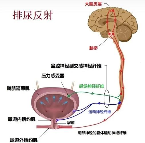 憋尿反射属于什么反射截图