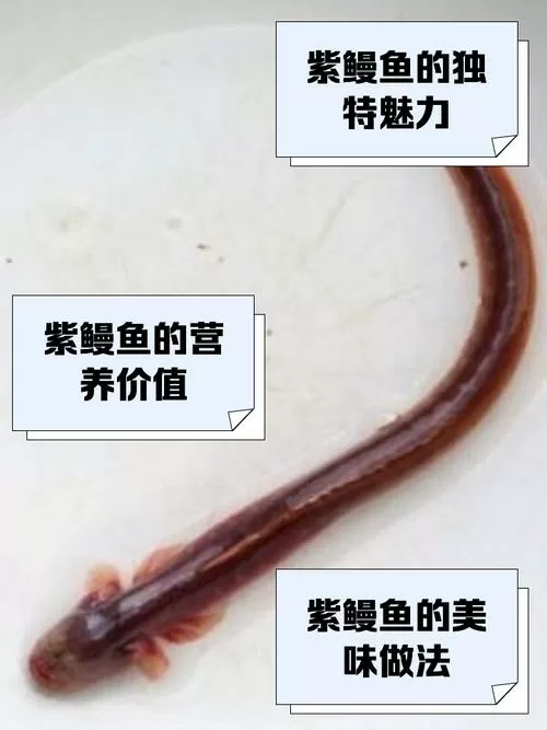 写文的紫鳗鱼是什么意思啊图标