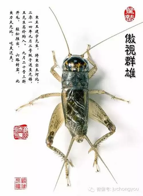 斗蟋蟀进化三个阶段图图标