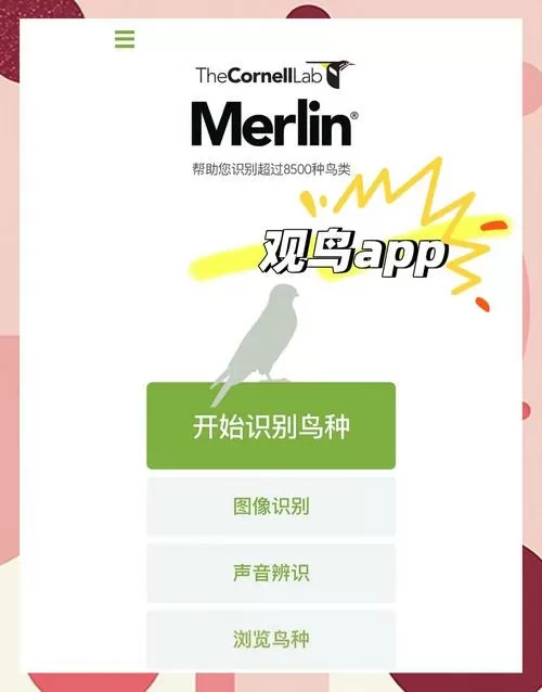 一键识鸟