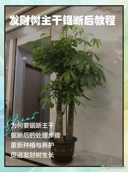 发财树能锯断主干吗图标