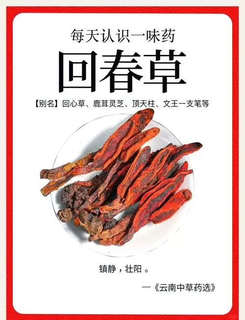 草药回春草的功效与作用截图