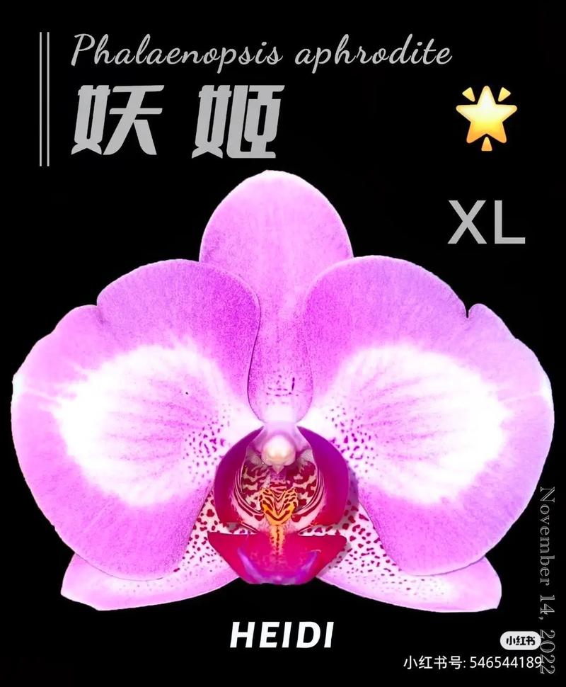 妖姬TV官网图标