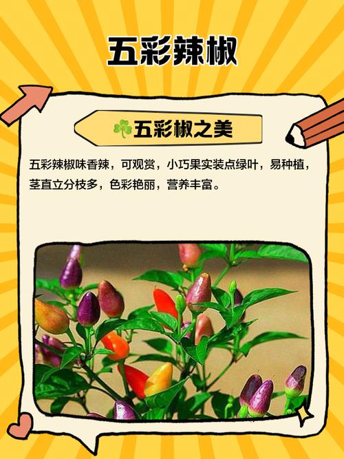 新鲜五彩辣椒直播截图