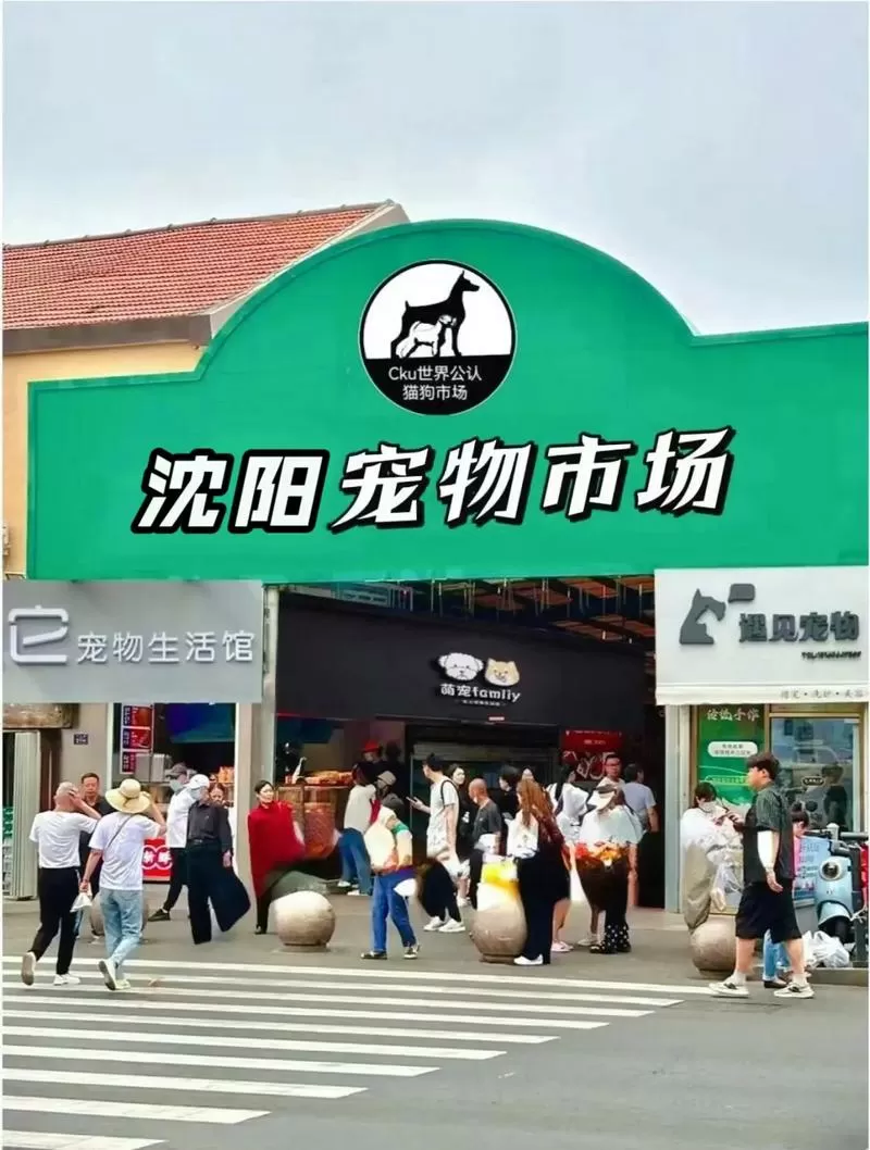 2025沈阳宠物狗市场截图