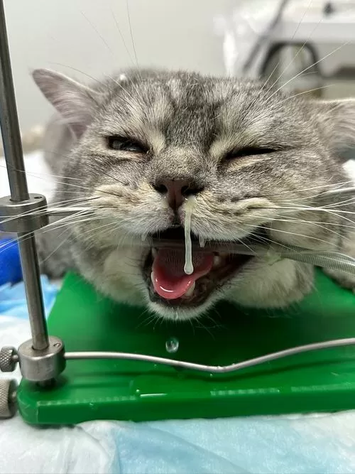 猫咪流清水鼻涕截图