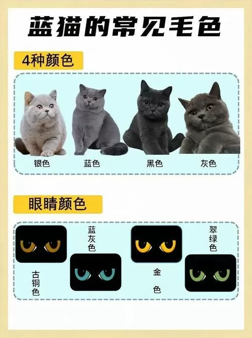 蓝猫品种有几种,怎么分辨图标