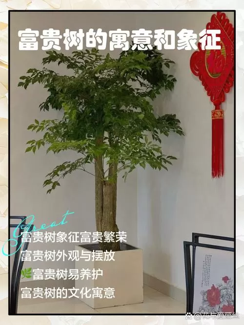 富贵树截图