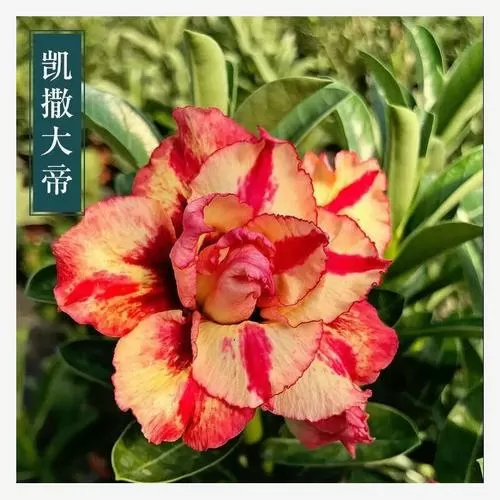 凯撒大帝3model修改参数图标