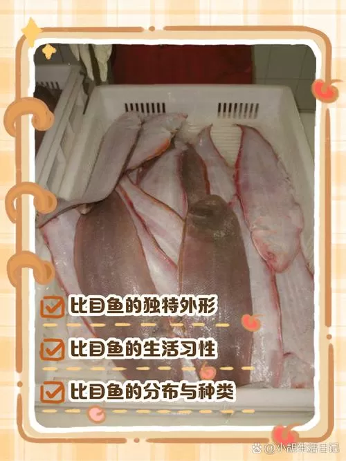 扁头海鱼图片大全