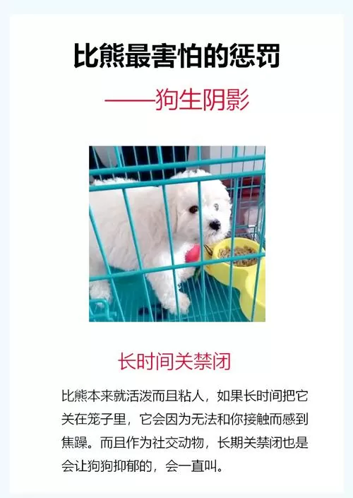比熊被主人打后的心理图标