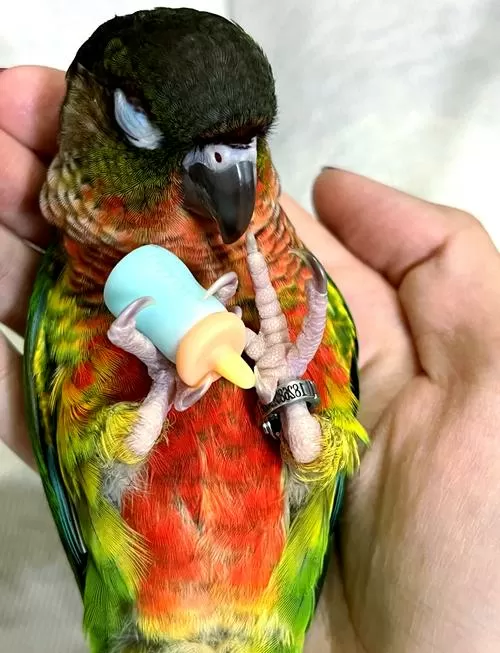 玄凤鹦鹉带脚环的害处