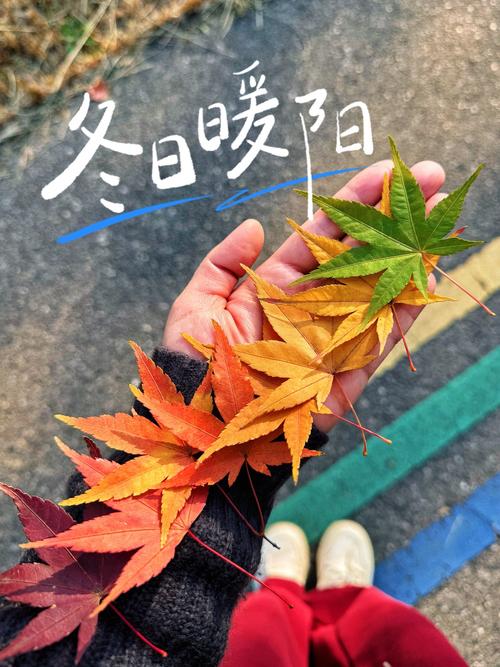 初冬暖阳下载安装最新版