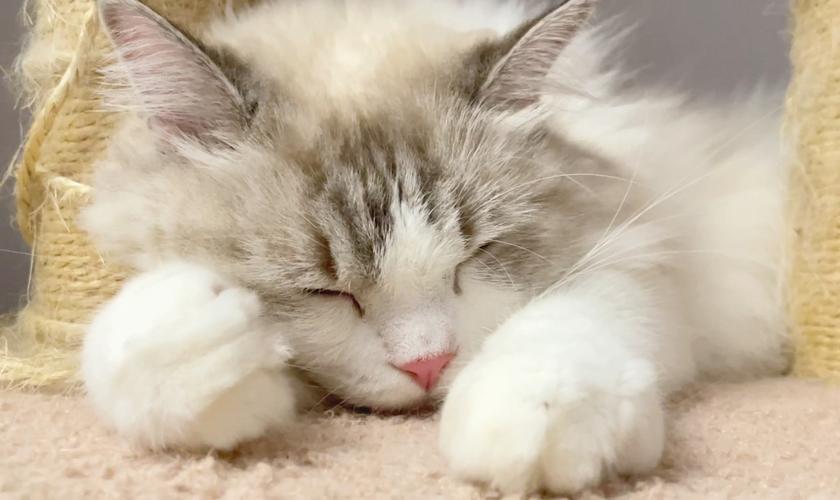 睡着的小猫咪