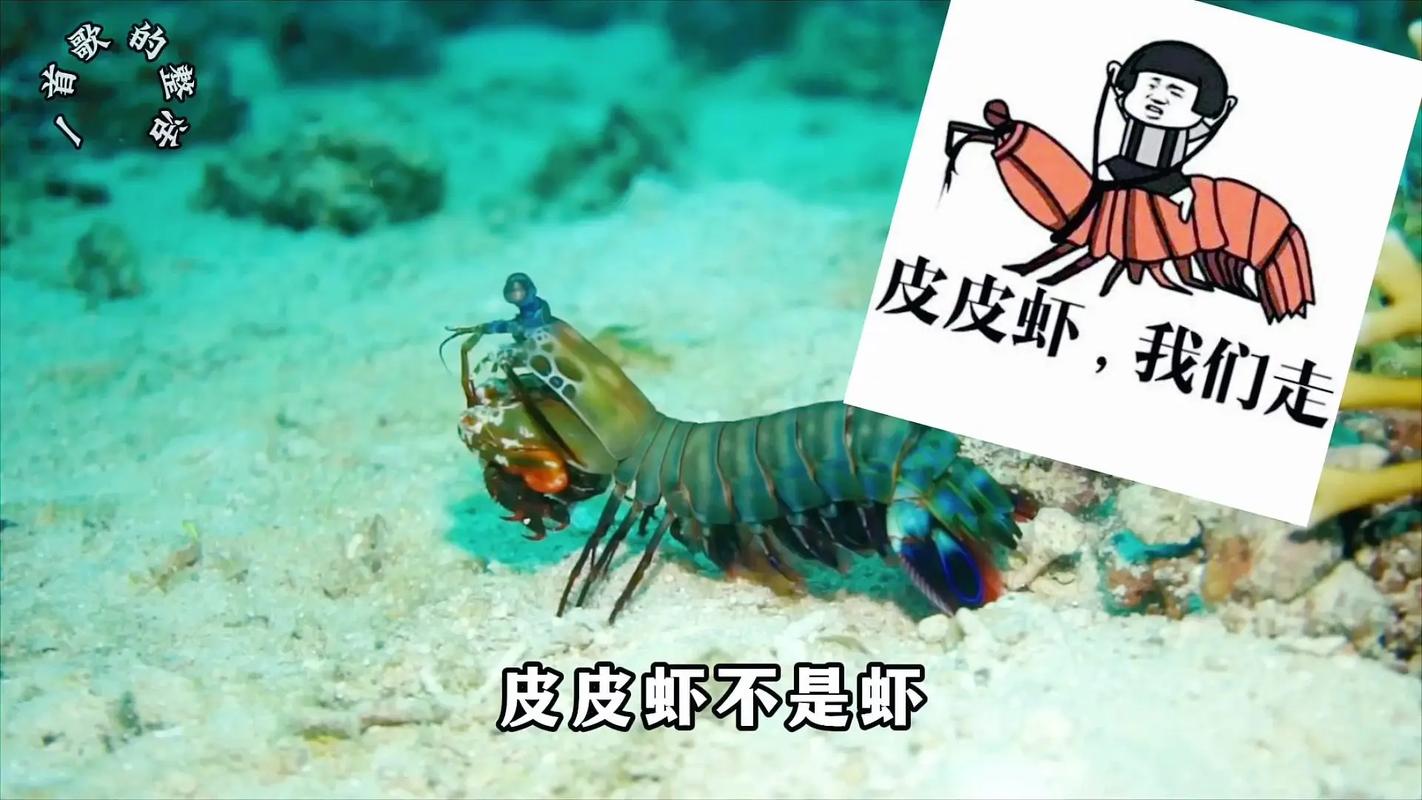 皮皮虾影视大全免费