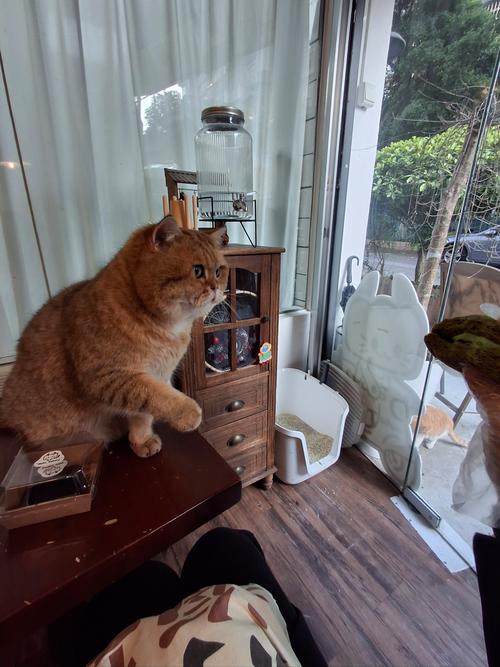 一只馋猫红包版