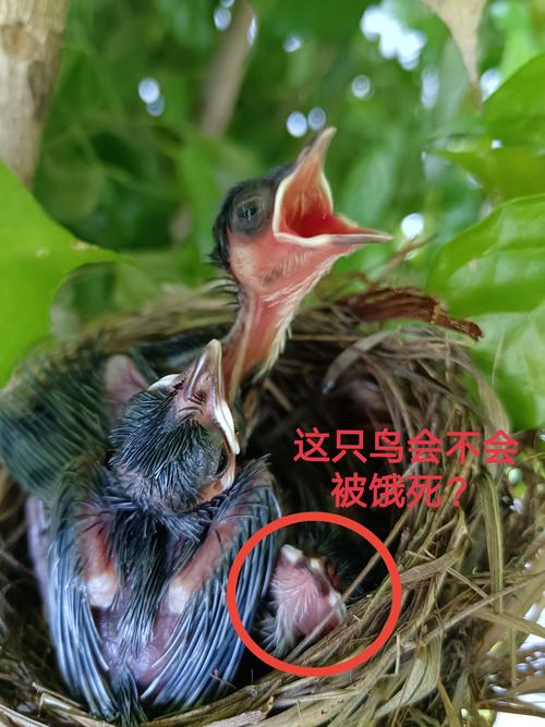 雏鸟短视频上传视频的步骤