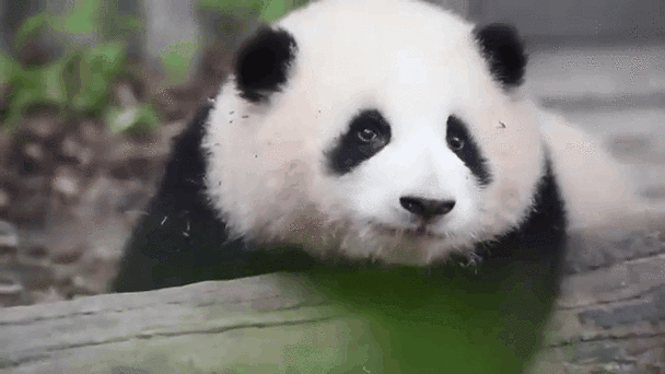熊猫动态壁纸软件截图