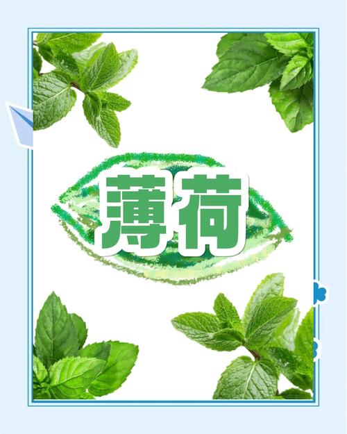 类似于薄荷的香料截图