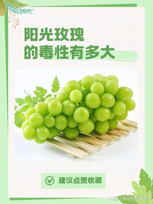 阳光玫瑰蔬果视频素材截图