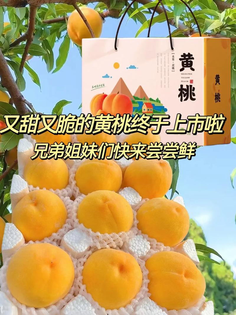 女主叫黄桃的小说截图