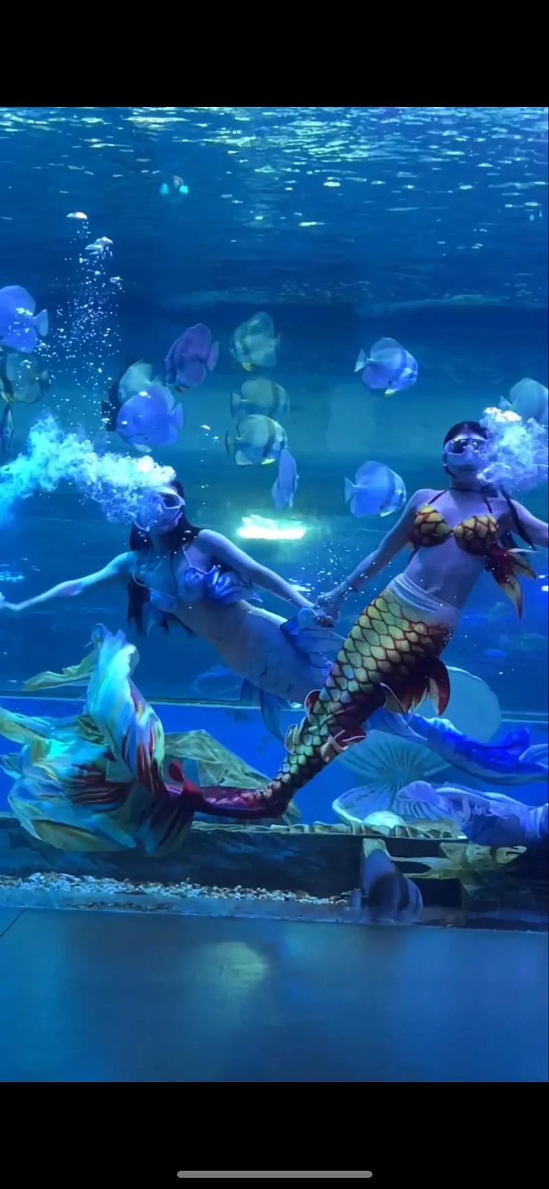 海洋馆里的美人鱼表演无广告无卡密截图